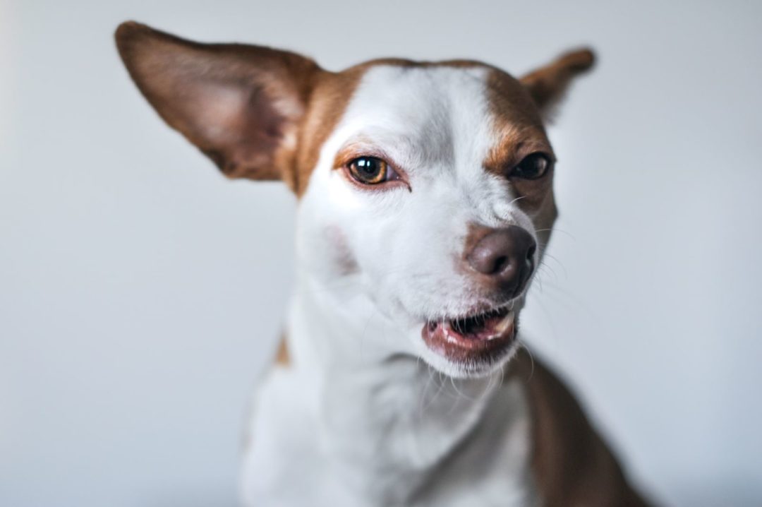 Dog Growling At Nothing: 3 Common Causes