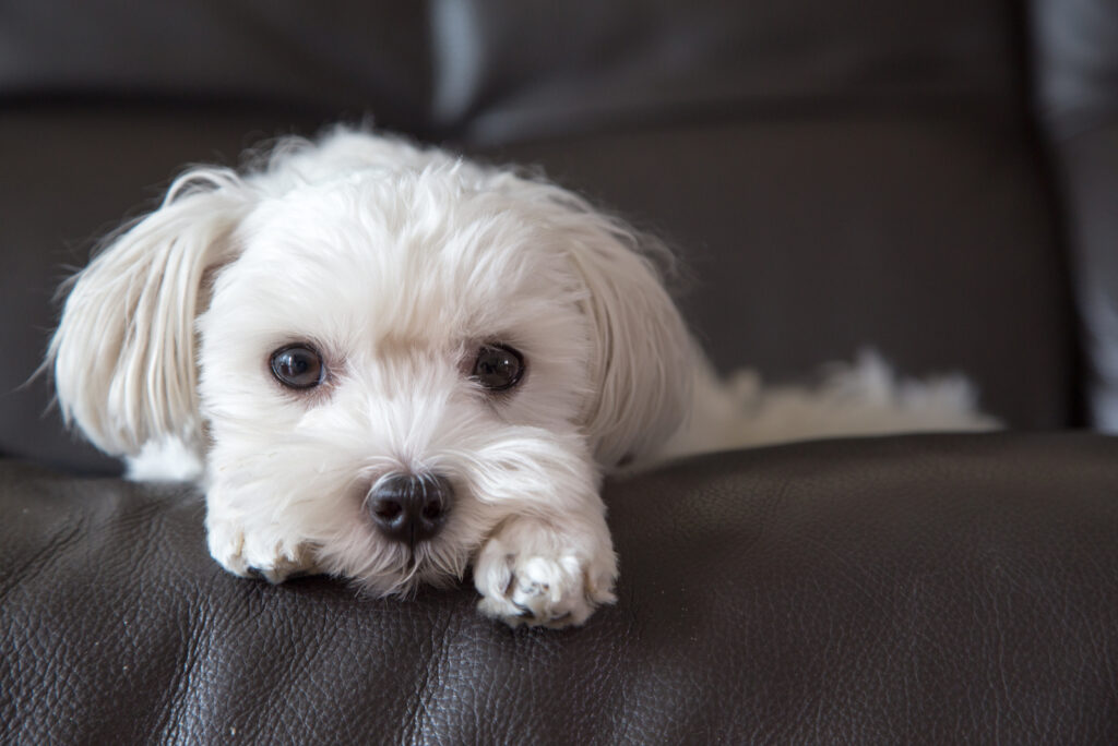 4 Maltese Colors And Patterns You Didn't Expect