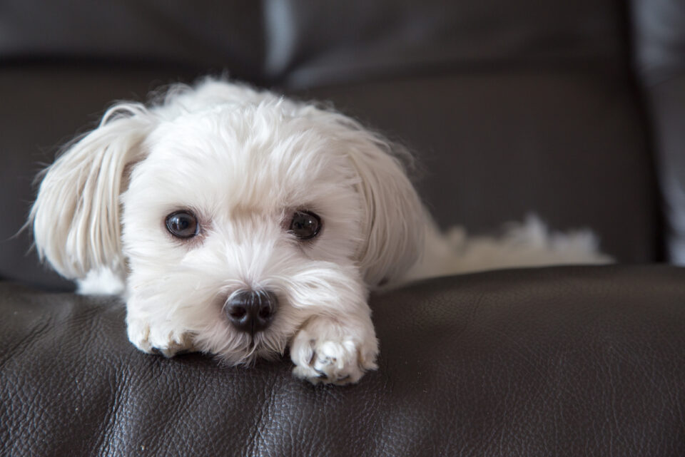 4 Maltese Colors And Patterns You Didn't Expect