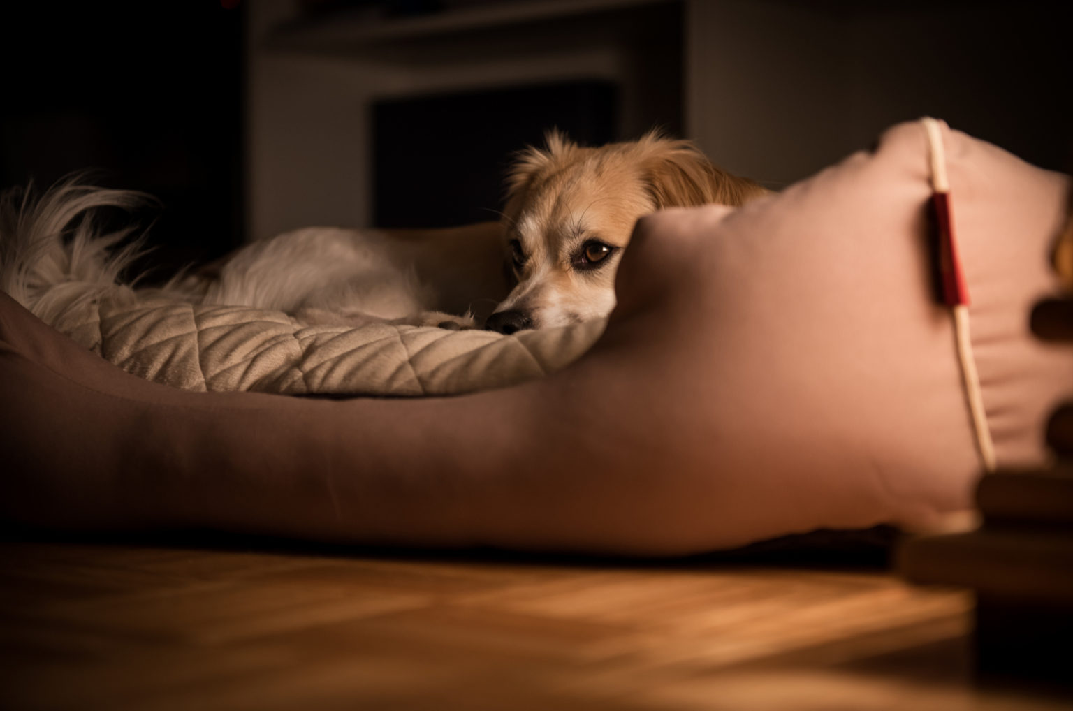 Why Do Dogs Cry At Night Advice For Worried Pet Parents