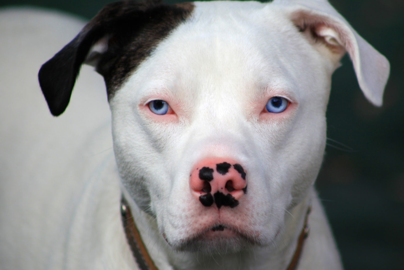 Dogs With Pink Noses – Is This Dangerous?