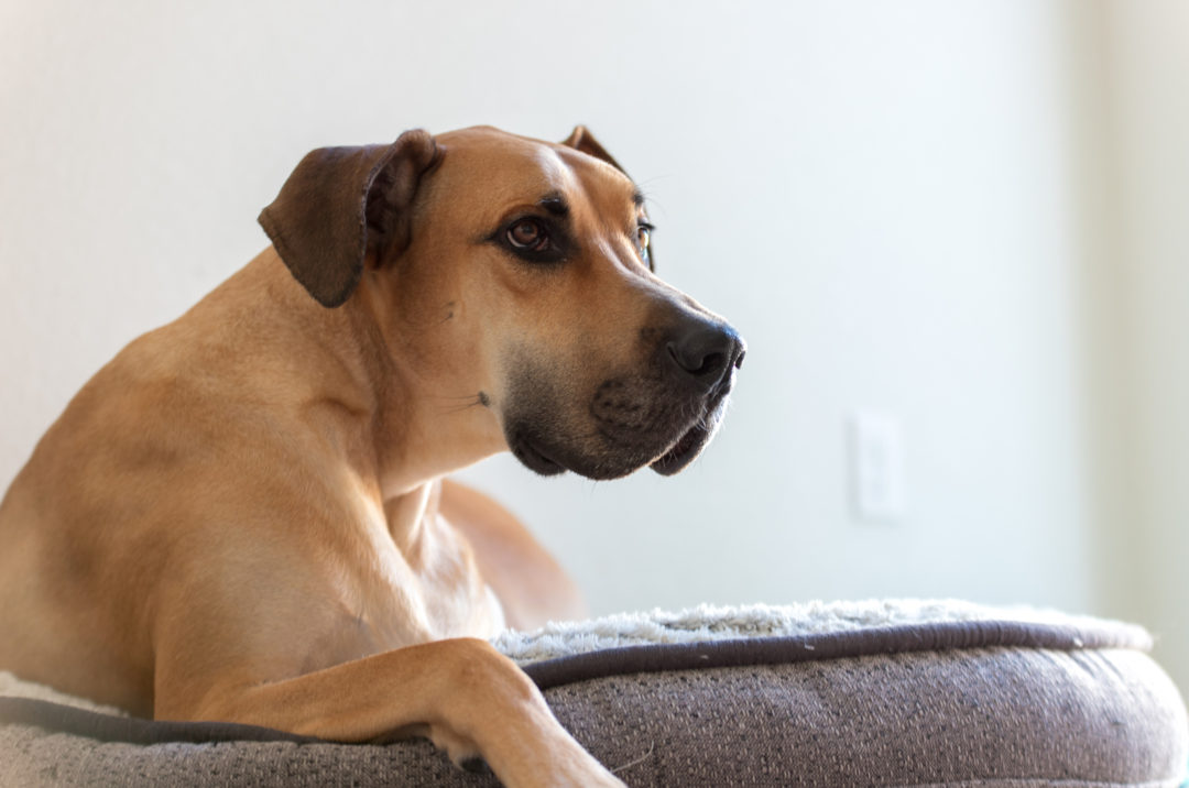 10+ Great Dane Colors, Markings And Patterns