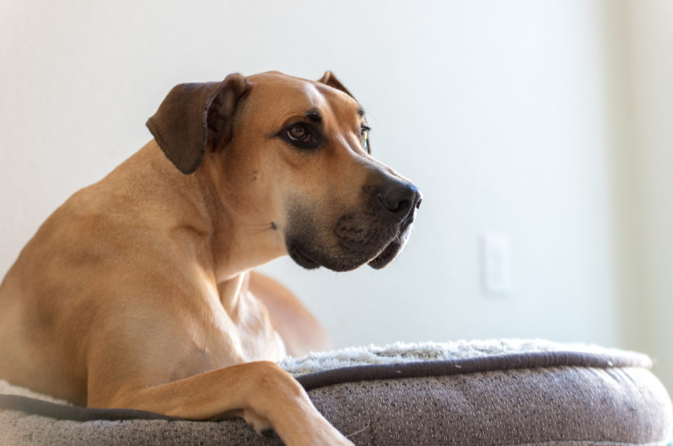 10+ Great Dane Colors, Markings And Patterns