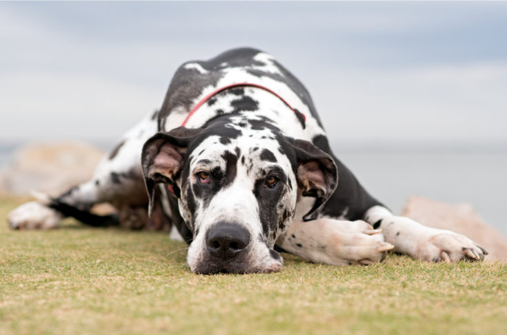 10+ Great Dane Colors, Markings And Patterns