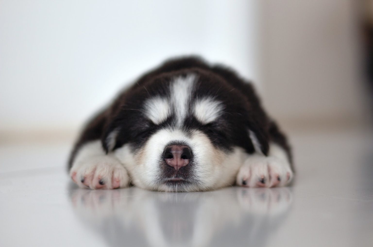 Puppy Snoring: 7 Causes And 4 Ways To Help