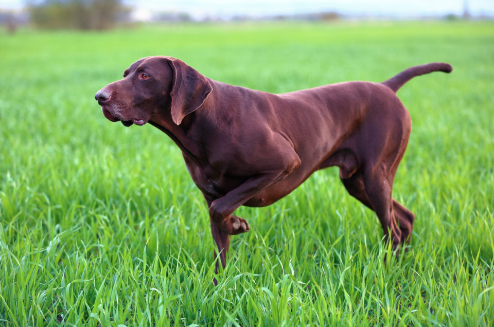 4 German Shorthaired Pointer Colors + Color Combinations