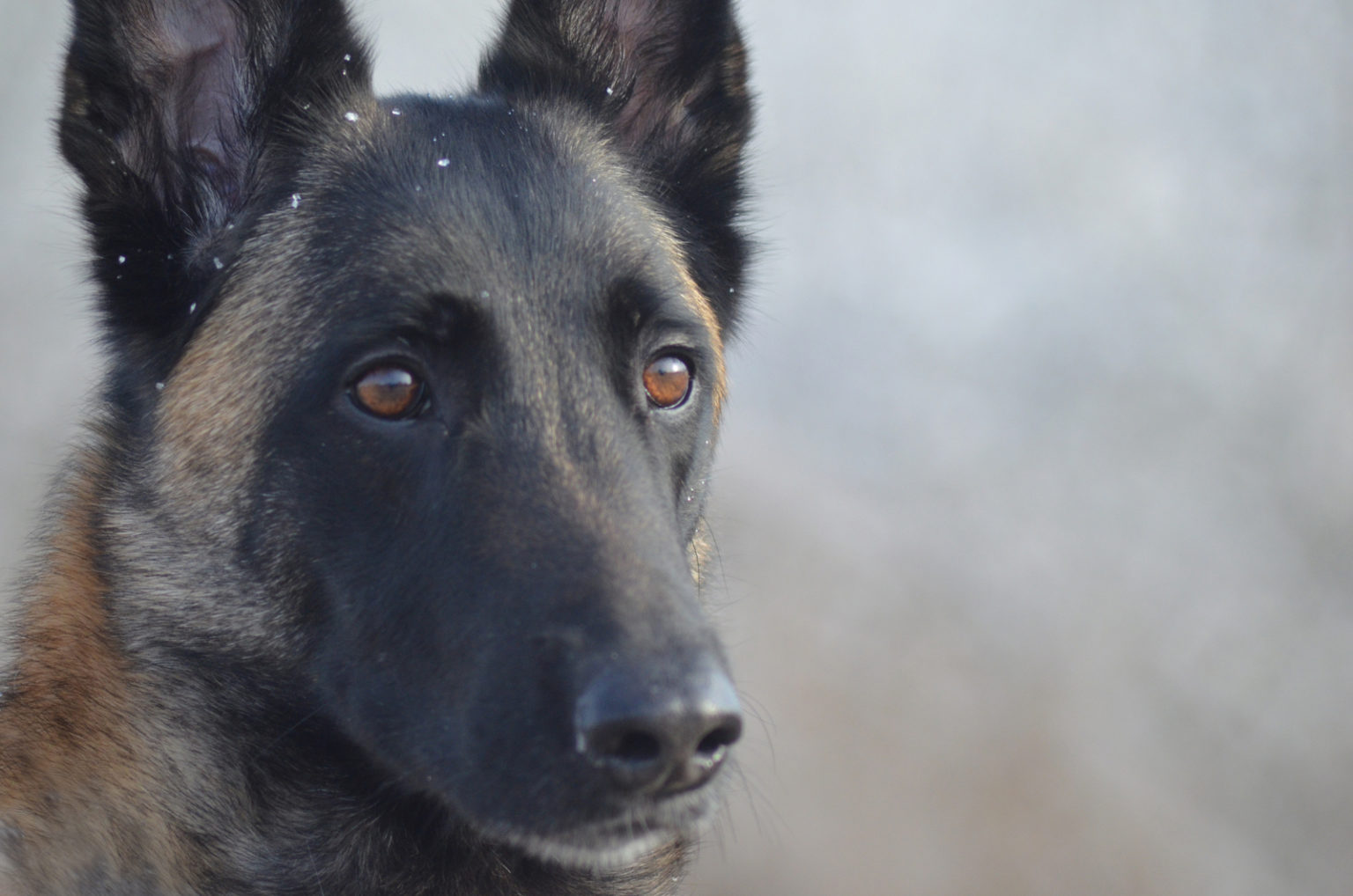 100+ Belgian Malinois Names: Find The Best Name For Your Mal