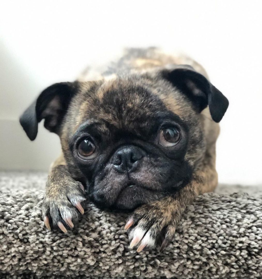 40+ Boston Terrier Mixes That Are The Cutest Pets Ever