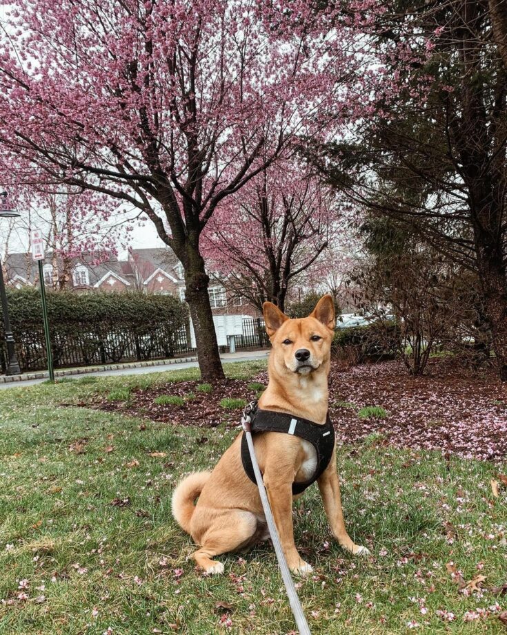 17 Shiba Inu Mixes: Enter The World Of Unusual Doggy Hybrids
