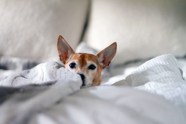 Why Does My Dog Sleep Under the Covers? 9 Reasons