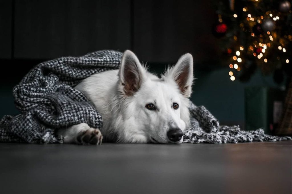 Why Does My Dog Sleep Under the Covers? 9 Reasons