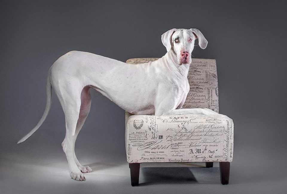 10+ Great Dane Colors, Markings And Patterns
