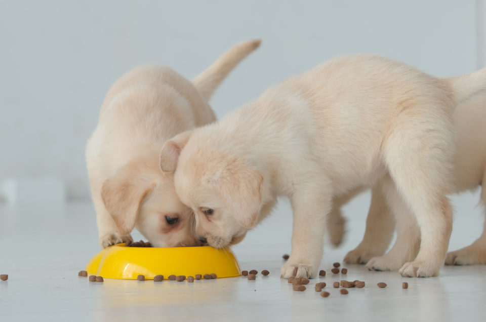 My Puppy Is Always Hungry: 5 Reasons For This & How To Help