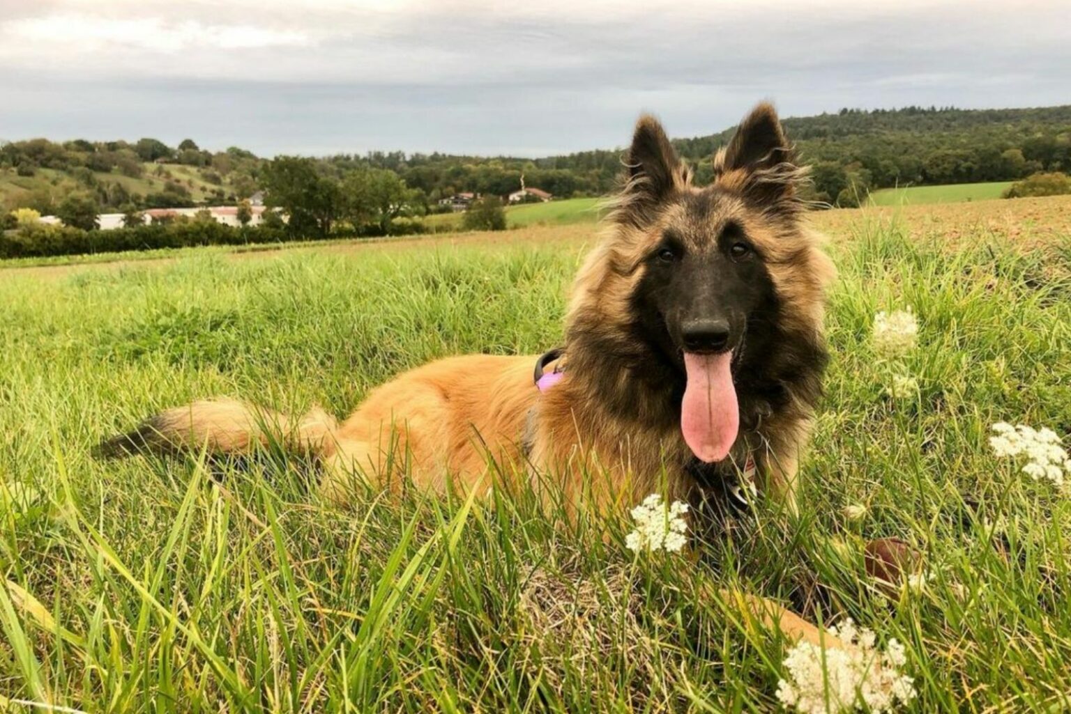 Long-Haired Belgian Malinois: All The Information You Need