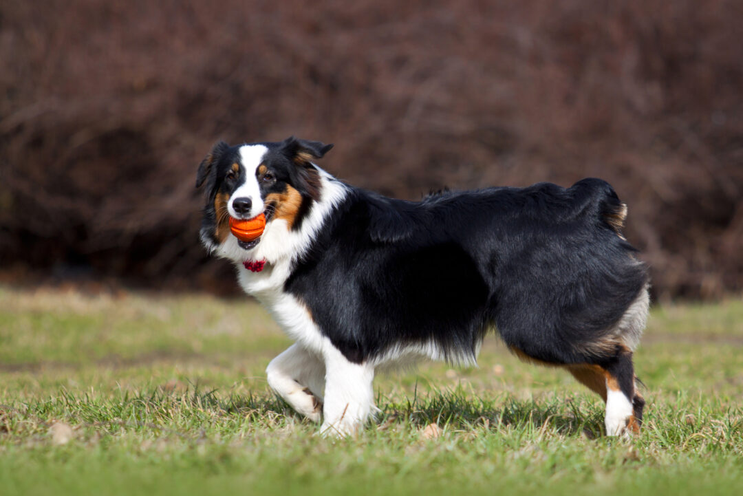 Black Australian Shepherd: Dog Breed Information And Facts