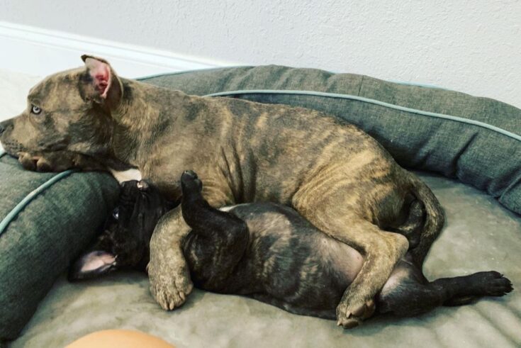 Blue American Bully: All The Breed Information You Need