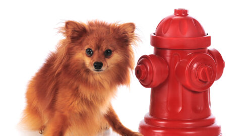 Fire Hydrant For Dogs: Our 8 Favorite Picks!