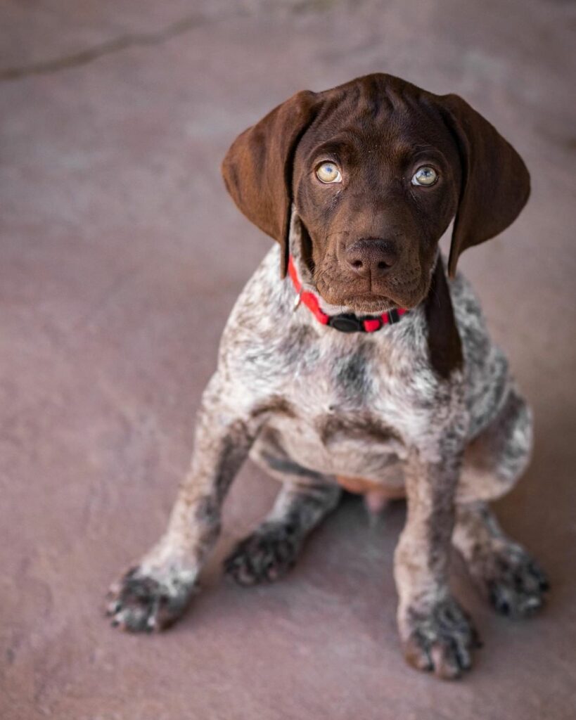 Male Vs Female German Shorthaired Pointers: Which Is Best?