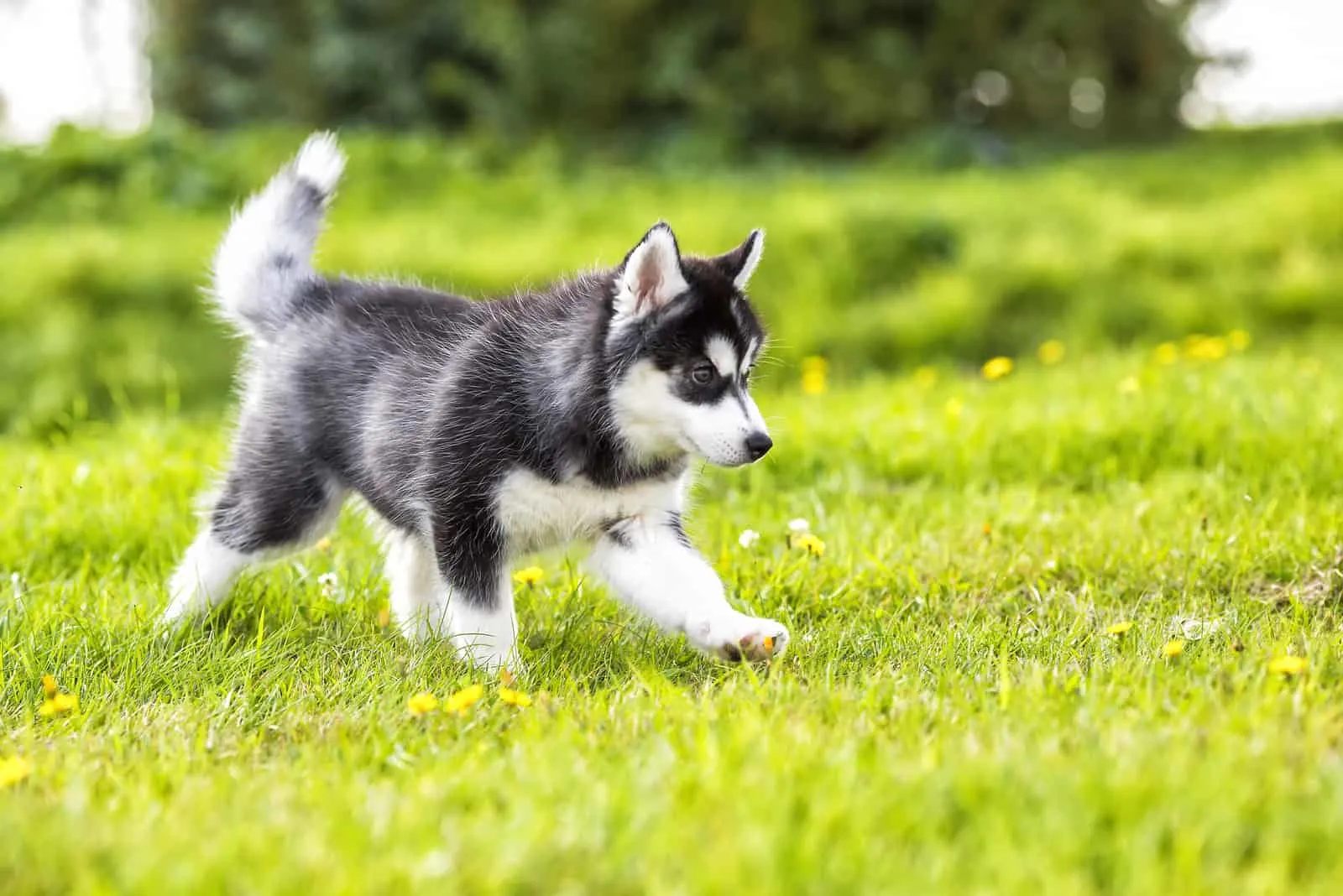 6 Top Husky Breeders In Florida: How To Pick Your Breeder