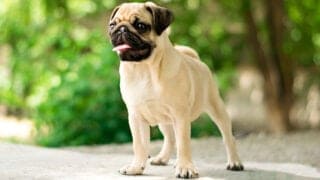 Pug Colors - What Is The Rarest Pug Color Out There?