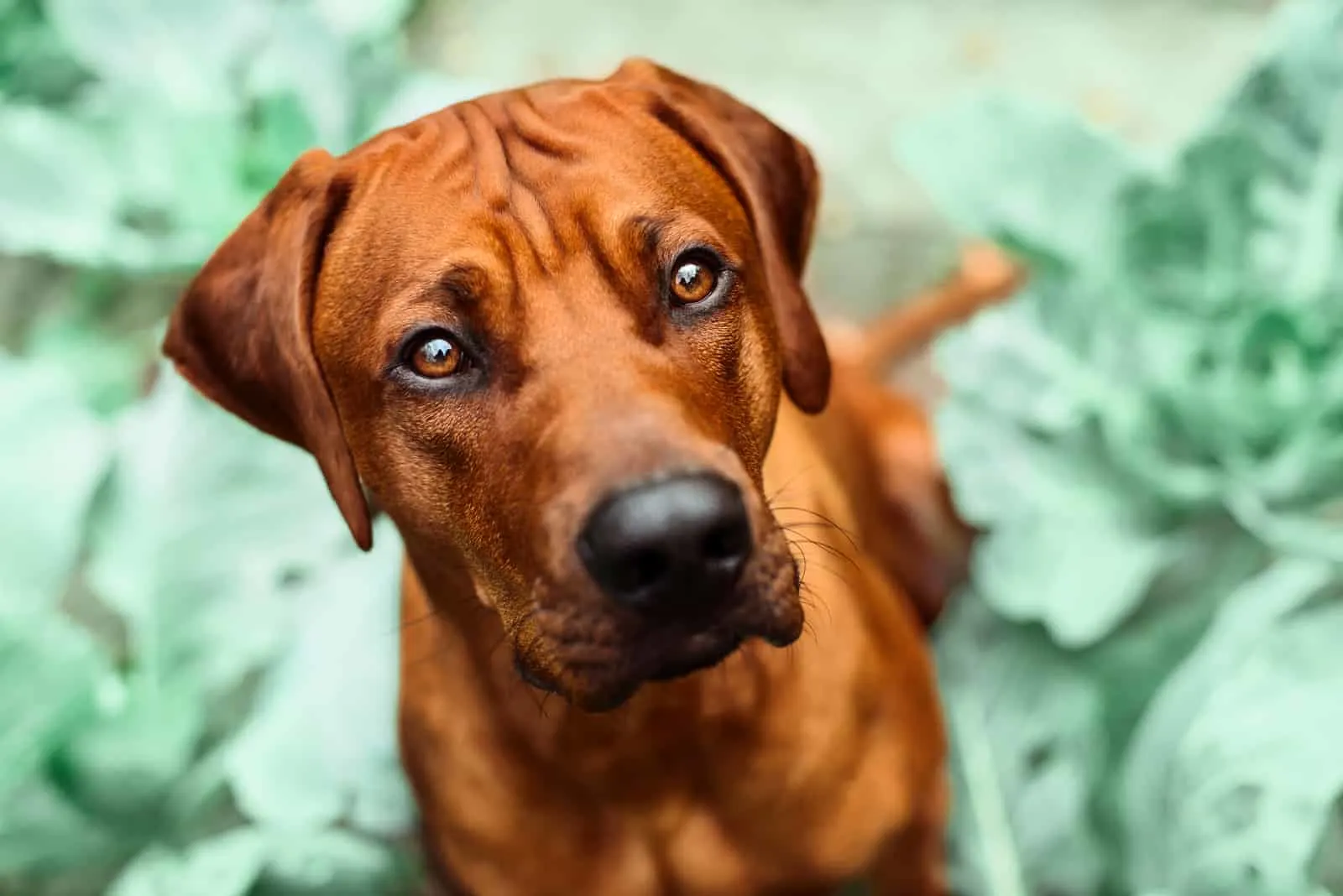 21 Best Rhodesian Ridgeback Breeders In The U.S.