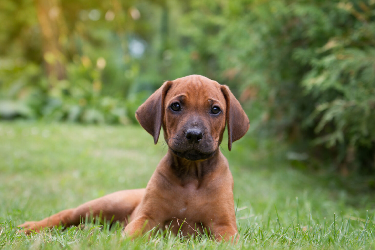 21 Best Rhodesian Ridgeback Breeders In The U.S.