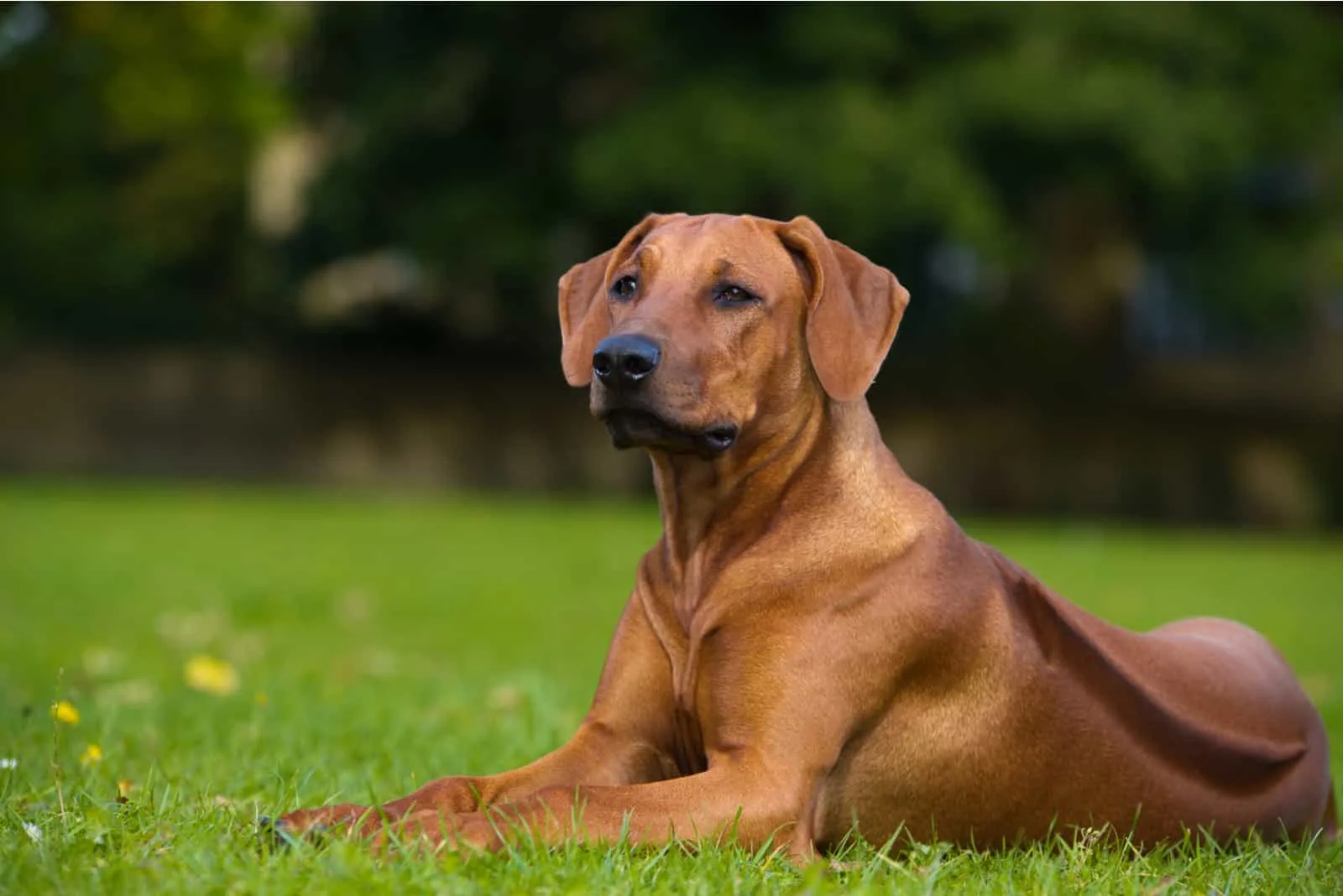 21 Best Rhodesian Ridgeback Breeders In The U.S.