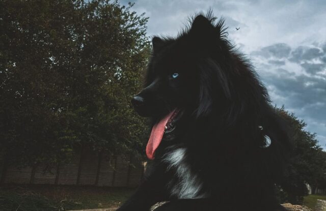 70+Demon Dog Names: The Best Hellhound Names For Your Pooch