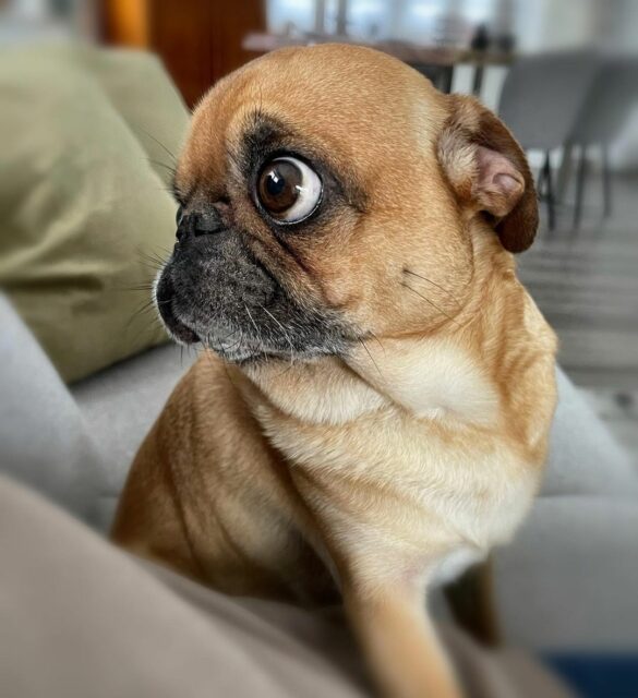 Pug Colors - What Is The Rarest Pug Color Out There?