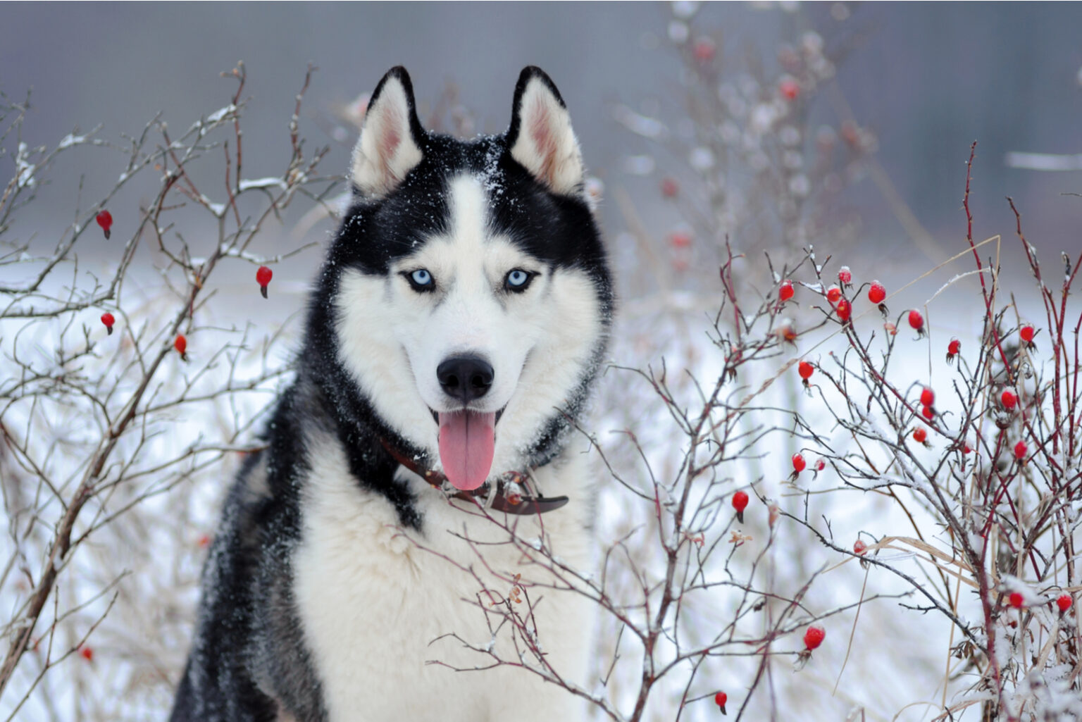 13 Husky Colors: Picking The Most Beautiful One