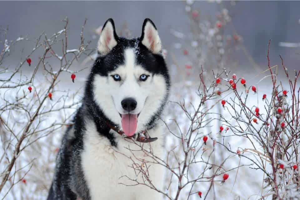 13 Husky Colors: Picking The Most Beautiful One