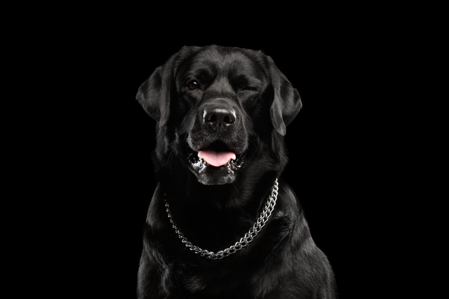 Why Does My Dog Wink At Me? 18 Possible Causes
