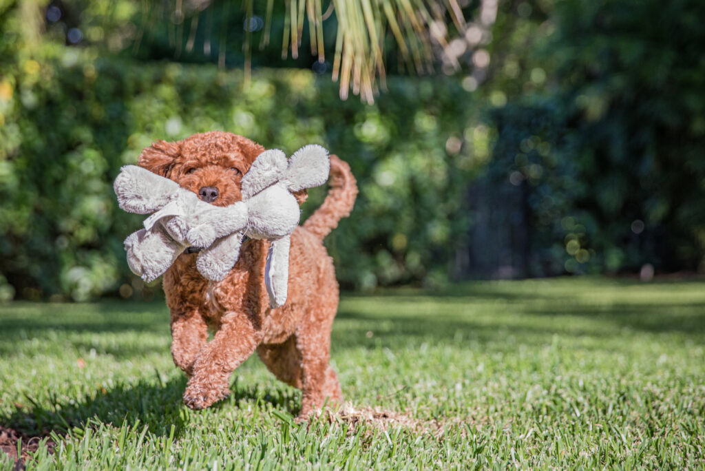 Top 5 Cavapoo Breeders In Florida: Our Picks + More