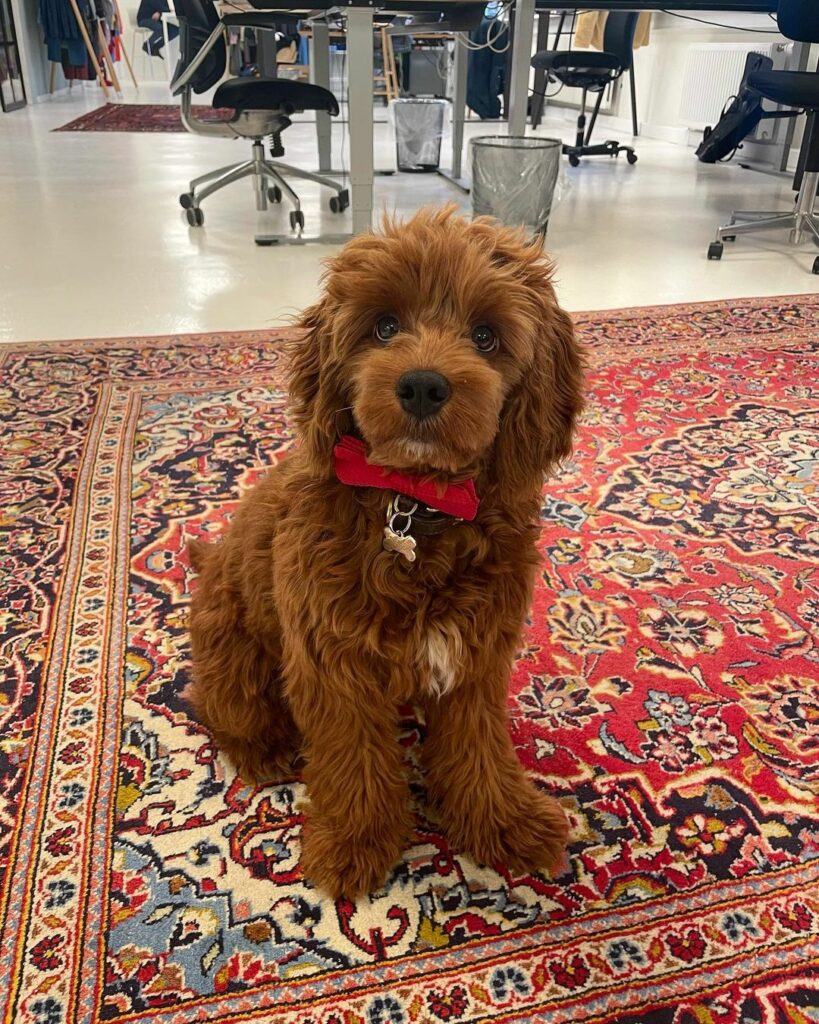 6 Best Cavapoo Breeders In California