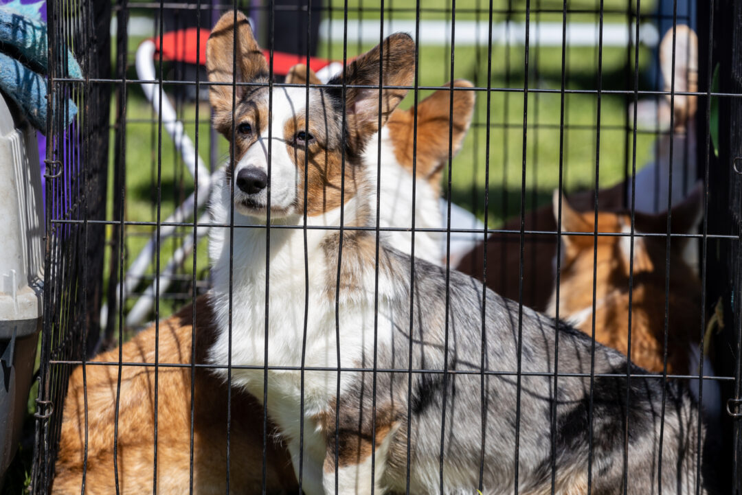 Corgi Breeders In Michigan: Top 4 Places To Get A Corgi