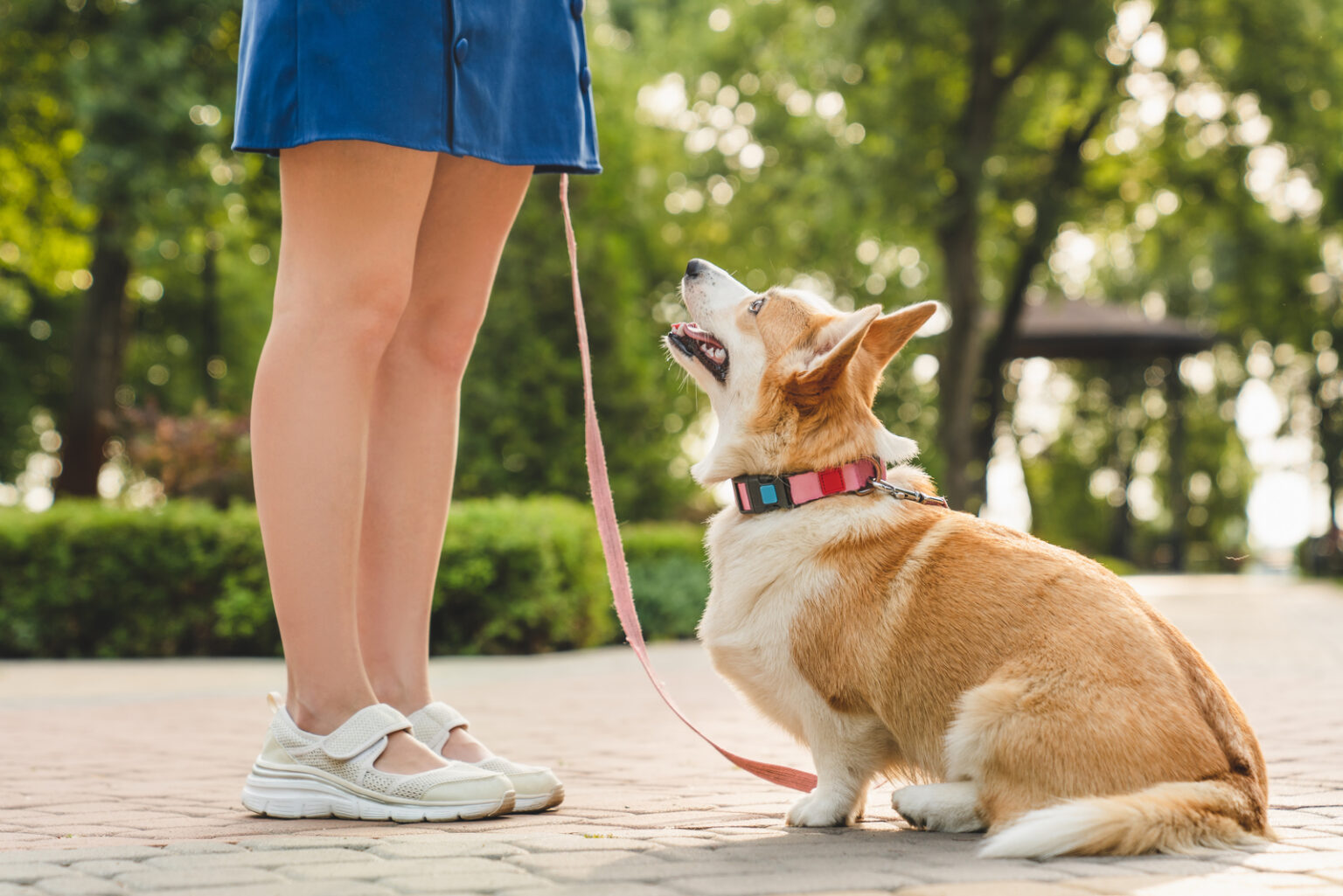 Corgi Breeders In Michigan: Top 4 Places To Get A Corgi