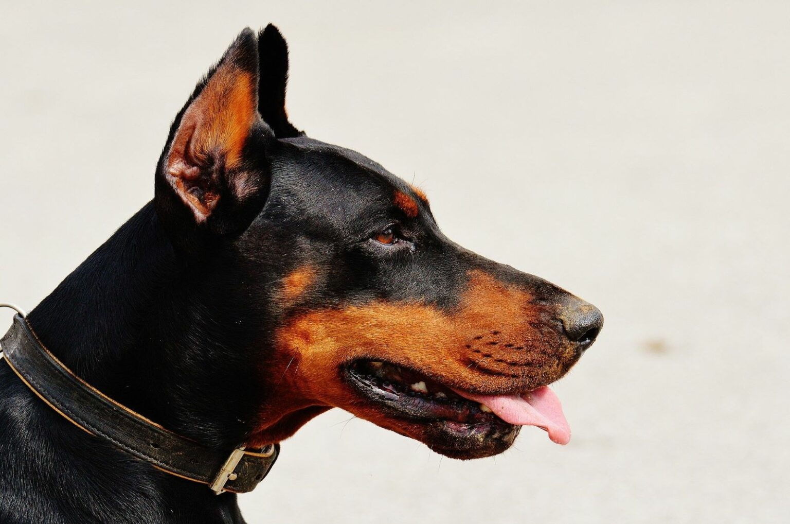 Top 5 Trustworthy Doberman Breeders In Ohio
