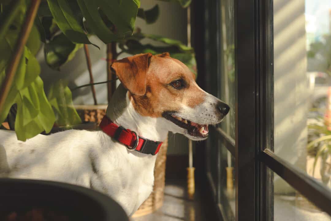 Why Is My Dog Barking At Nothing? 9 Reasons