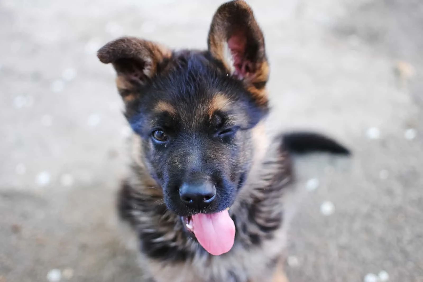 Why Does My Dog Wink At Me? 18 Possible Causes