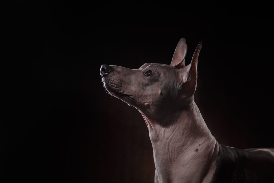 70 Demon Dog Names The Best Hellhound Names For Your Pooch 70-demon-dog-names-the-best-hellhound-names-for-your-pooch