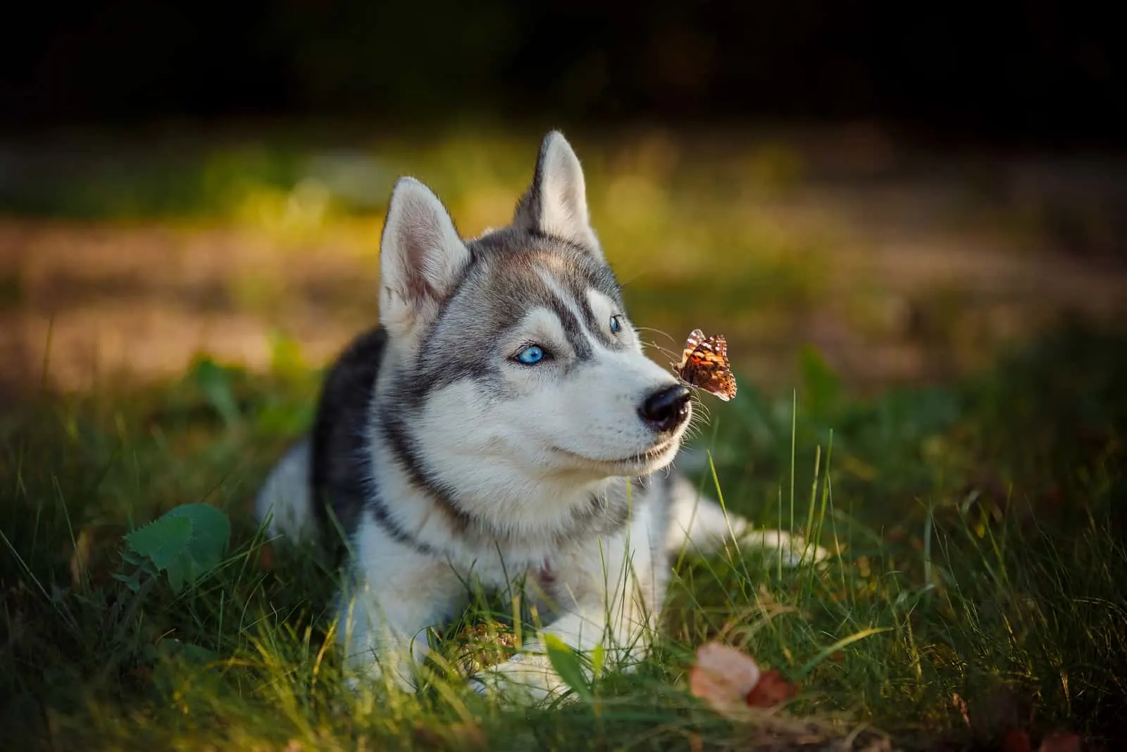 6 Top Husky Breeders In Florida: How To Pick Your Breeder