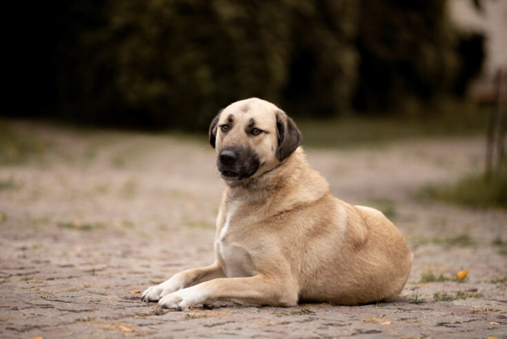5 Top Kangal Breeders: Sivas Kangal Breeders In The U.S.