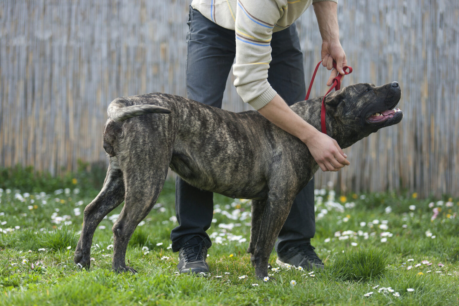 8 Best Presa Canario Breeders In The U.S.
