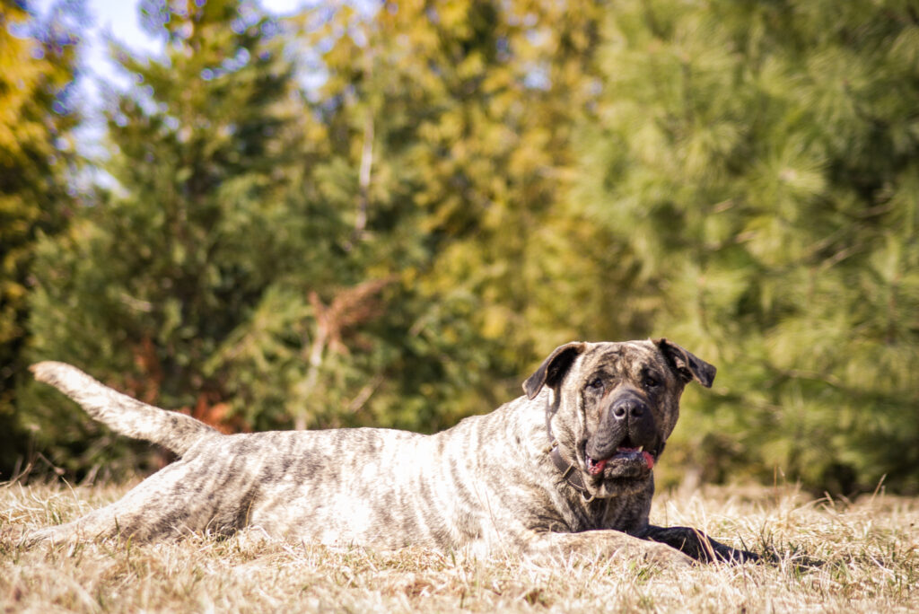 8 Best Presa Canario Breeders In The U.S.