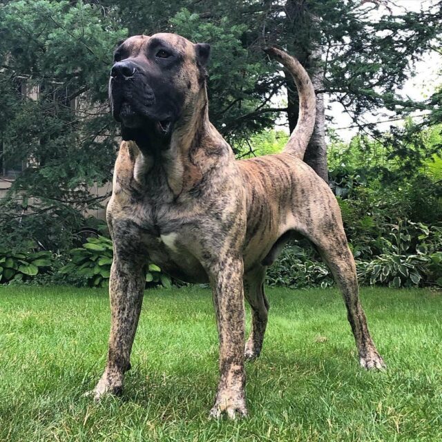 8 Best Presa Canario Breeders In The U.S.