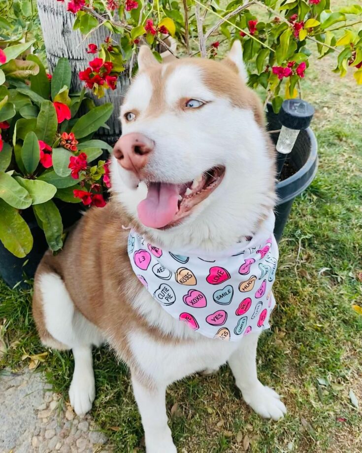 13 Husky Colors: Picking The Most Beautiful One