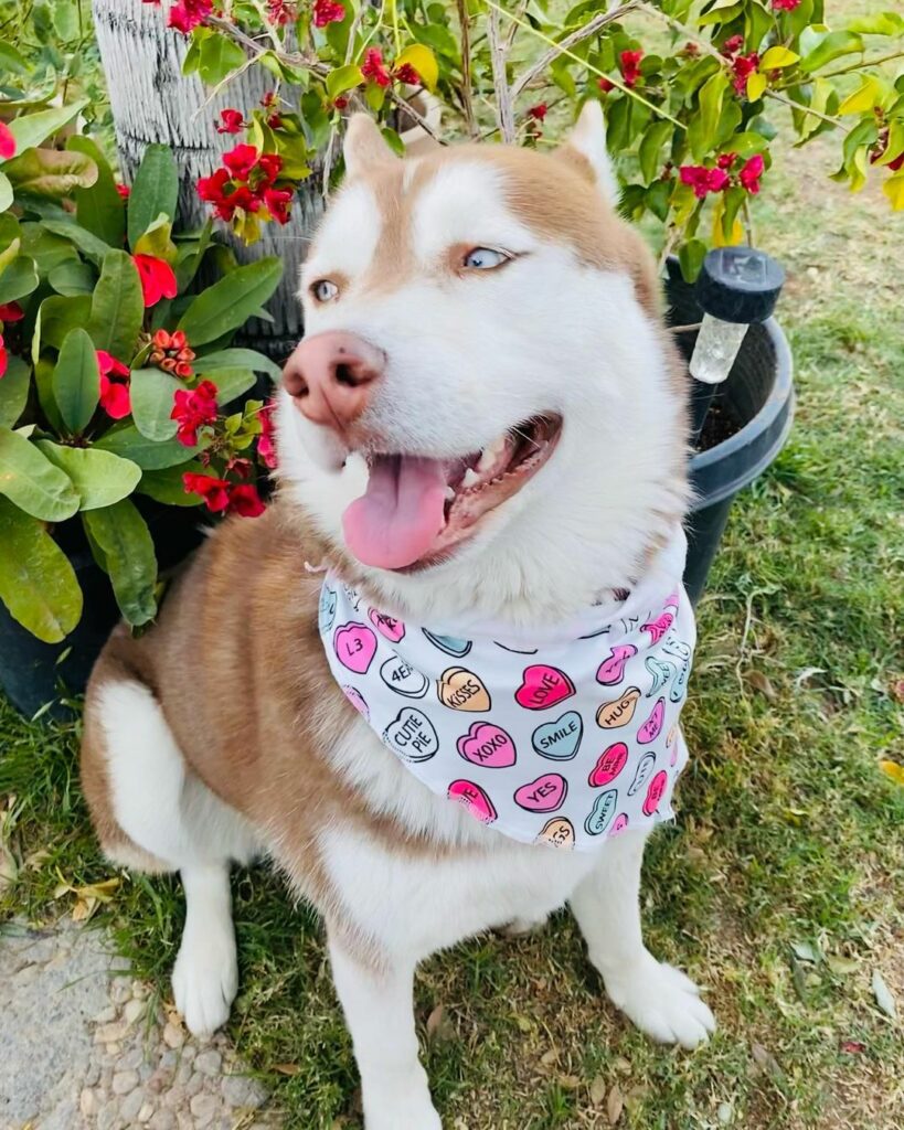 13 Husky Colors: Picking The Most Beautiful One