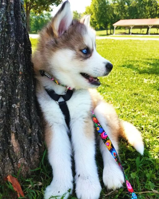 13 Husky Colors: Picking The Most Beautiful One