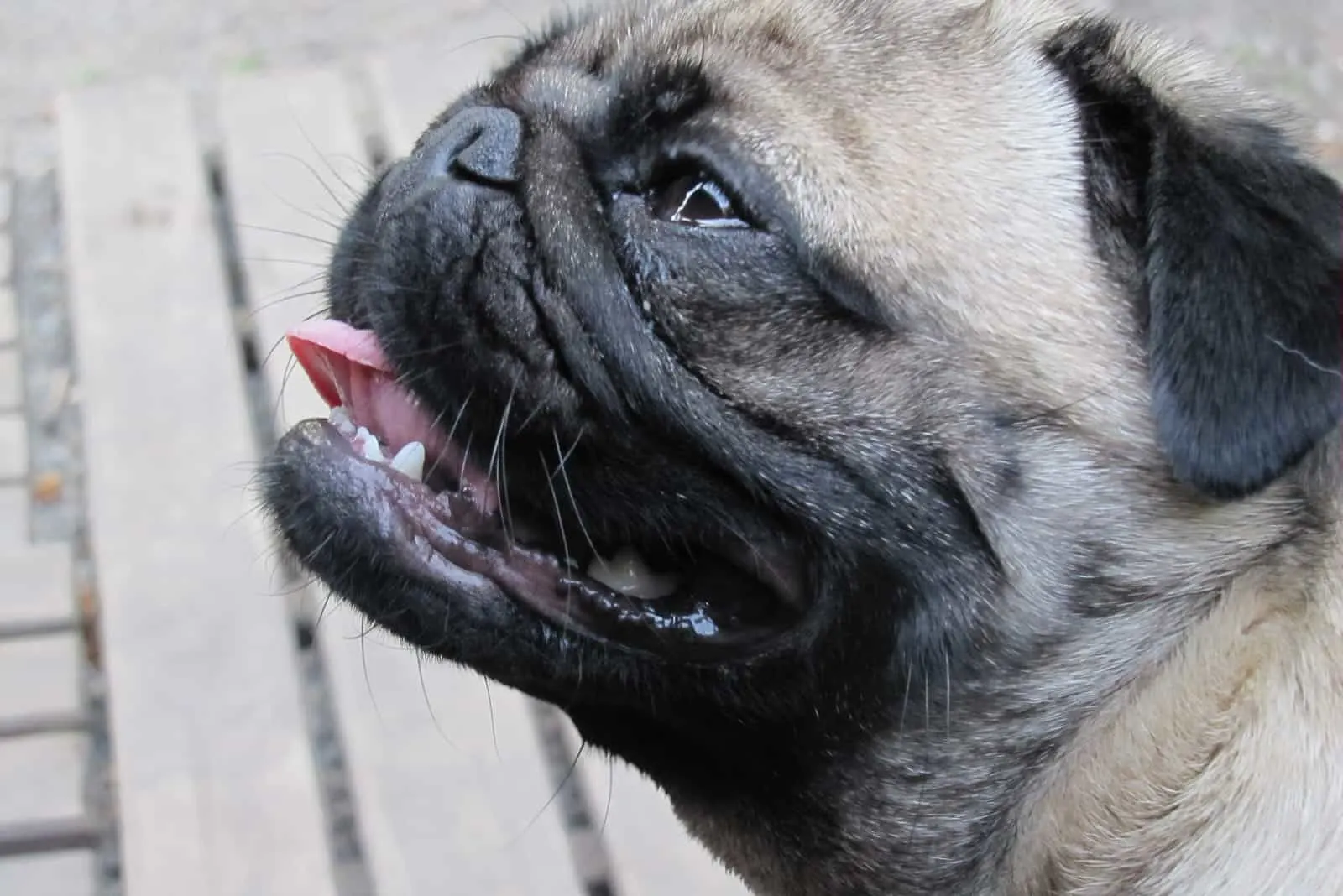 Why Does My Dog Wink At Me? 18 Possible Causes