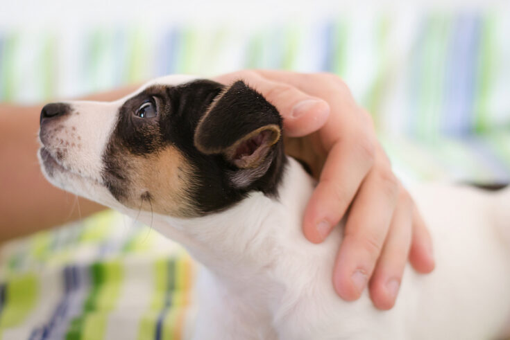 Dog Abortion – Are They Possible? Guide And Information